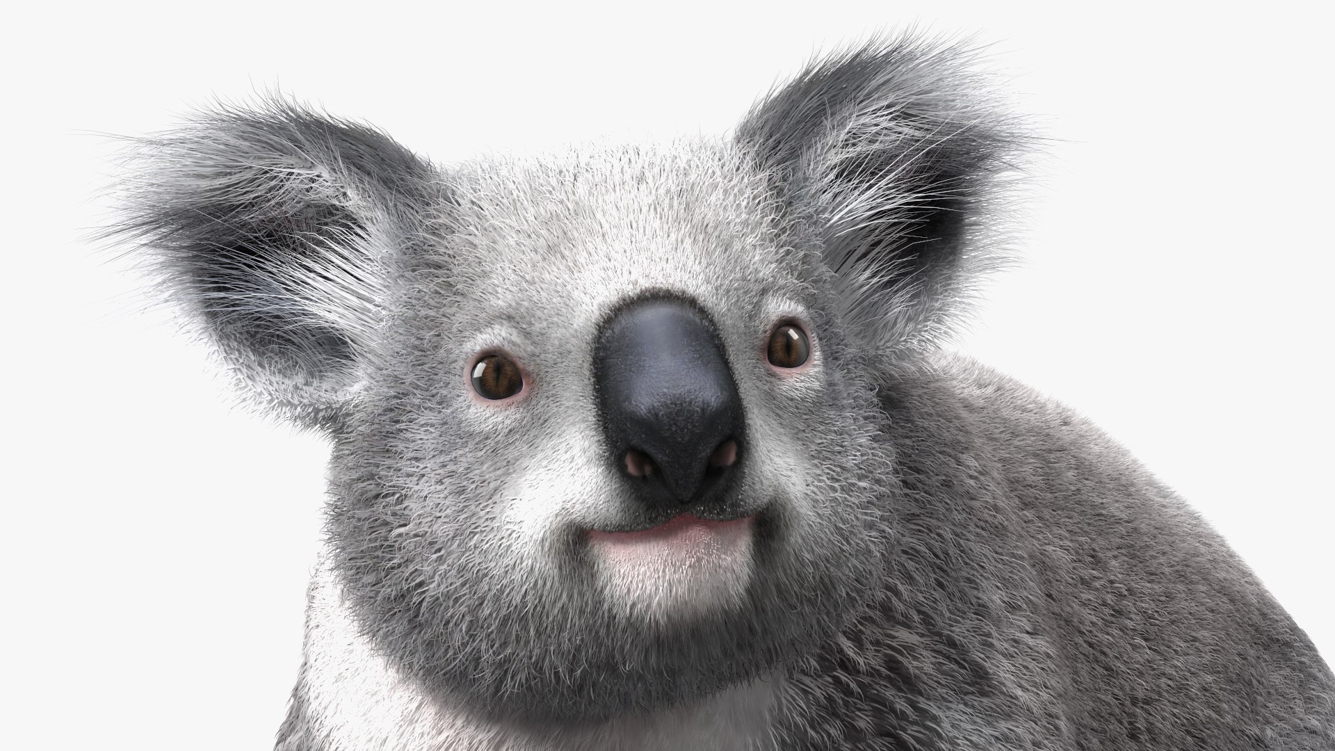 3D Koala Walking Fur - TurboSquid 2167291