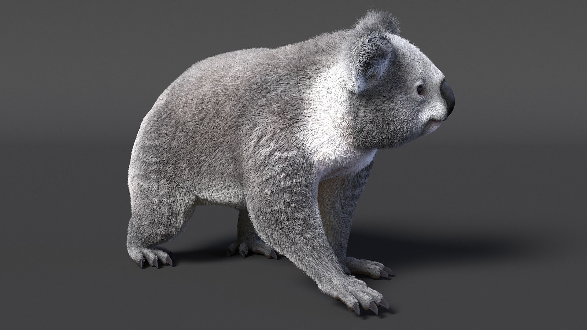 3D Koala Walking Fur - TurboSquid 2167291