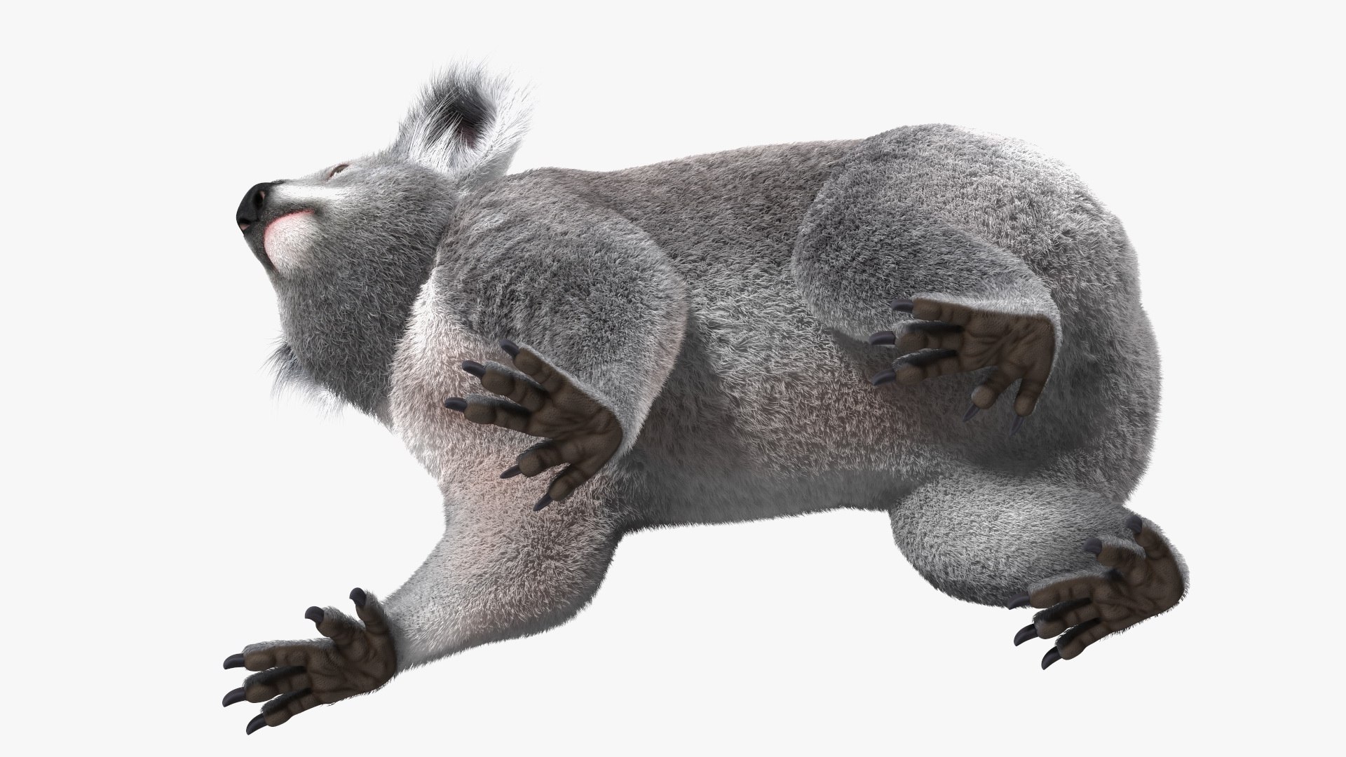3D Koala Walking Fur - TurboSquid 2167291