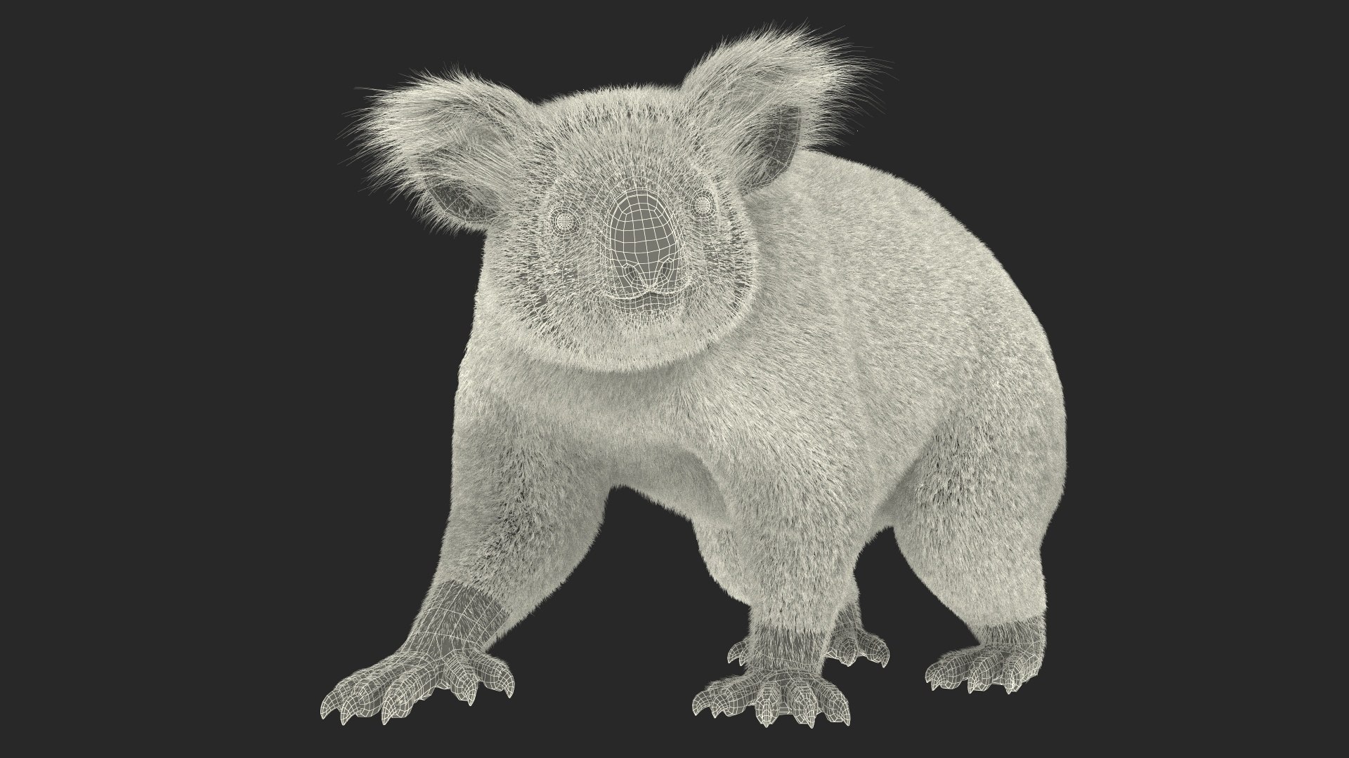 3D Koala Walking Fur - TurboSquid 2167291
