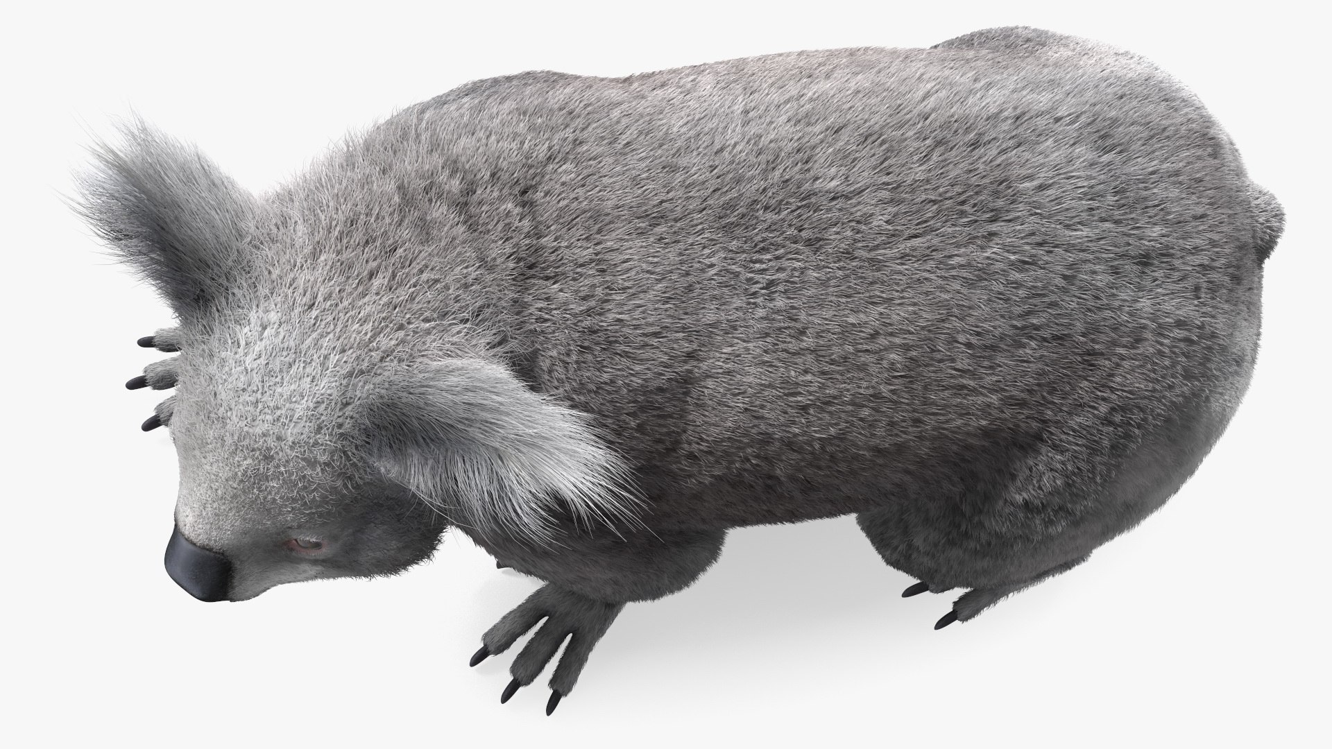 3D Koala Walking Fur - TurboSquid 2167291