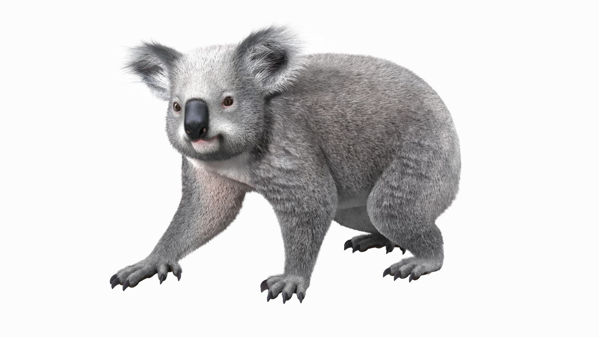 3D Koala Walking Fur - TurboSquid 2167291