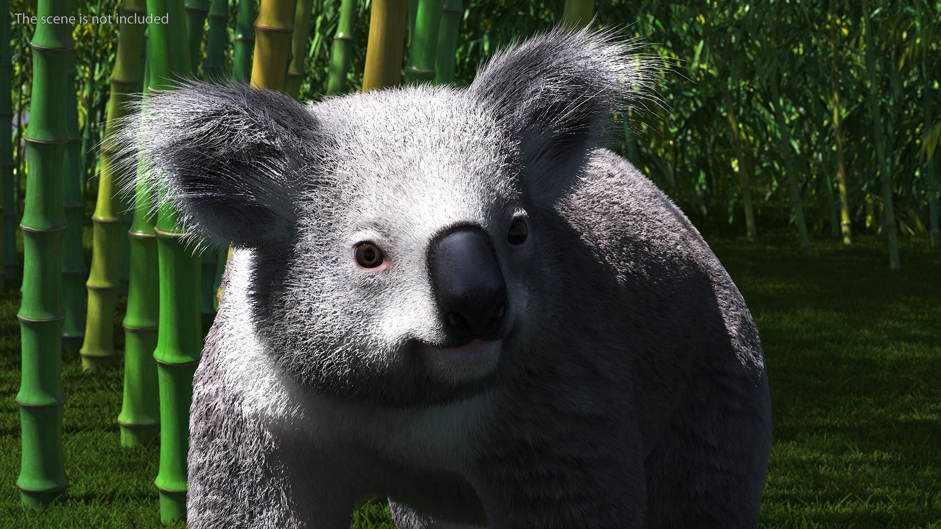 3D Koala Walking Fur - TurboSquid 2167291