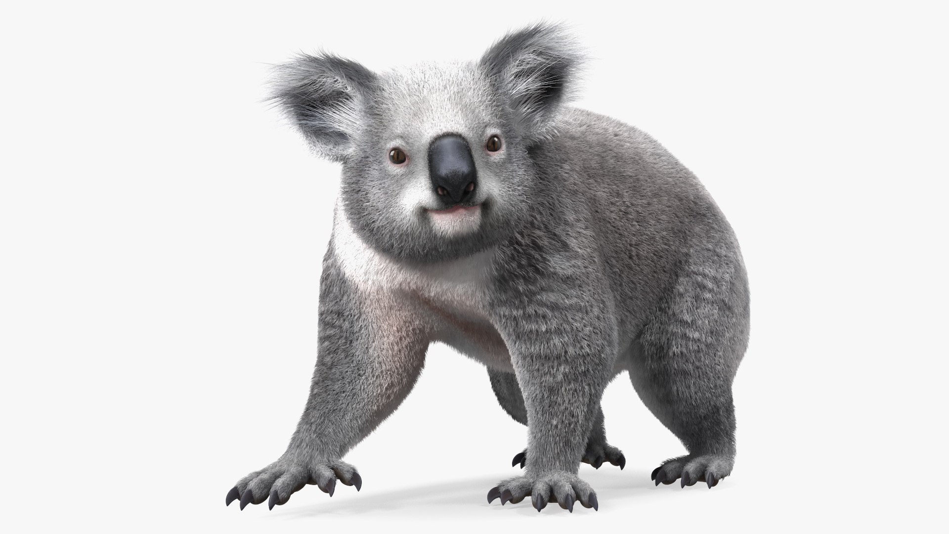 3D Koala Walking Fur - TurboSquid 2167291