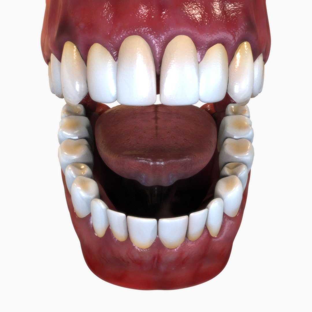 3D Human Mouth - TurboSquid 1520689