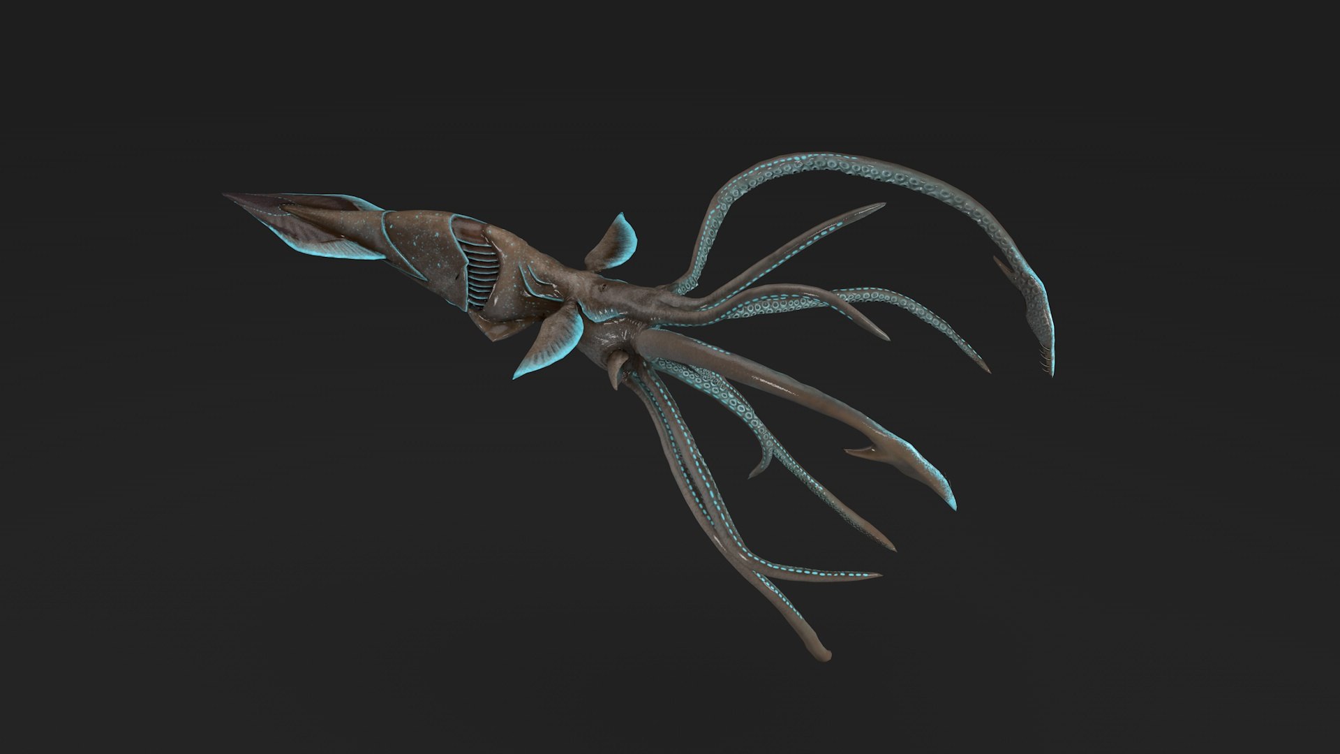 Squid 3D Model - TurboSquid 1841915