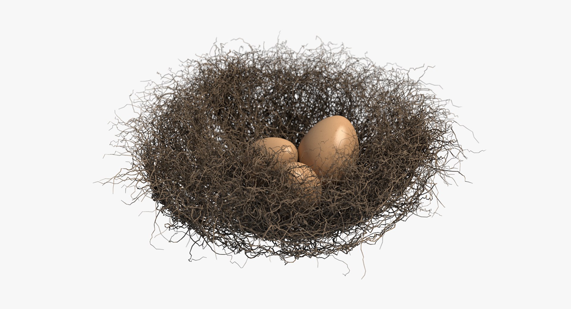 Nest Eggs 3D Model - TurboSquid 1173505