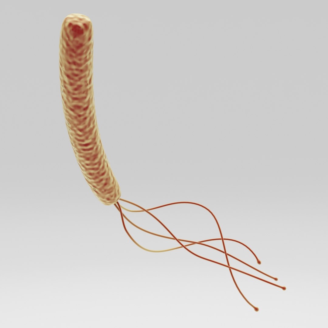 Flagellas Medical 3d Model