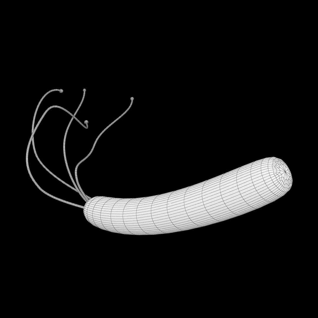 Flagellas Medical 3d Model