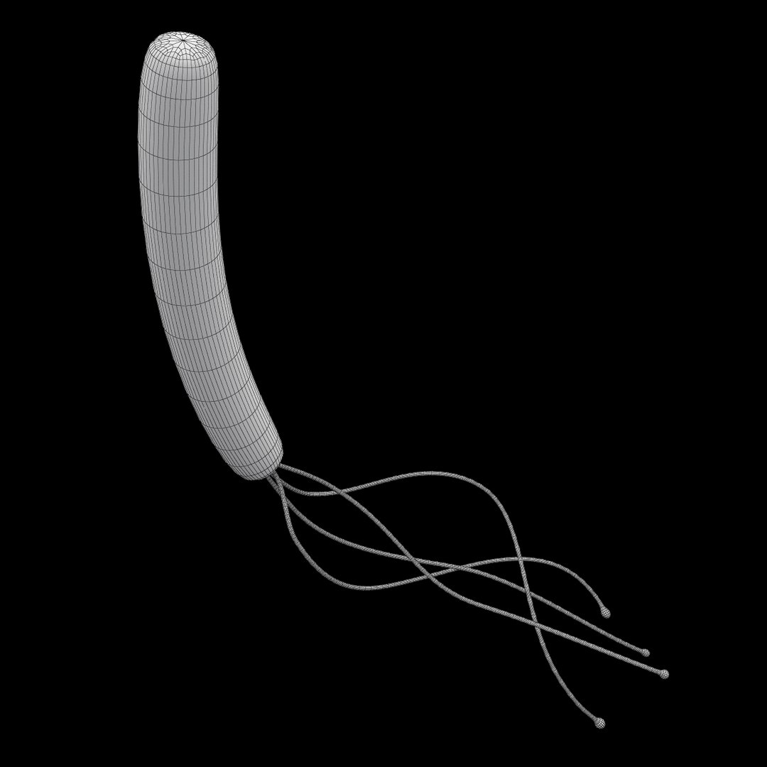 Flagellas Medical 3d Model