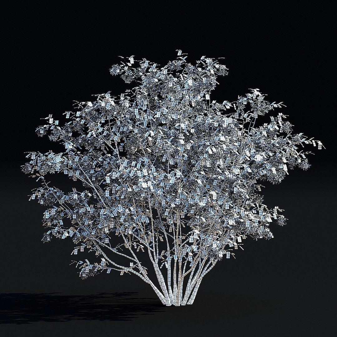 Amelanchier Canadensis Flowering 3D Model - TurboSquid 2233593