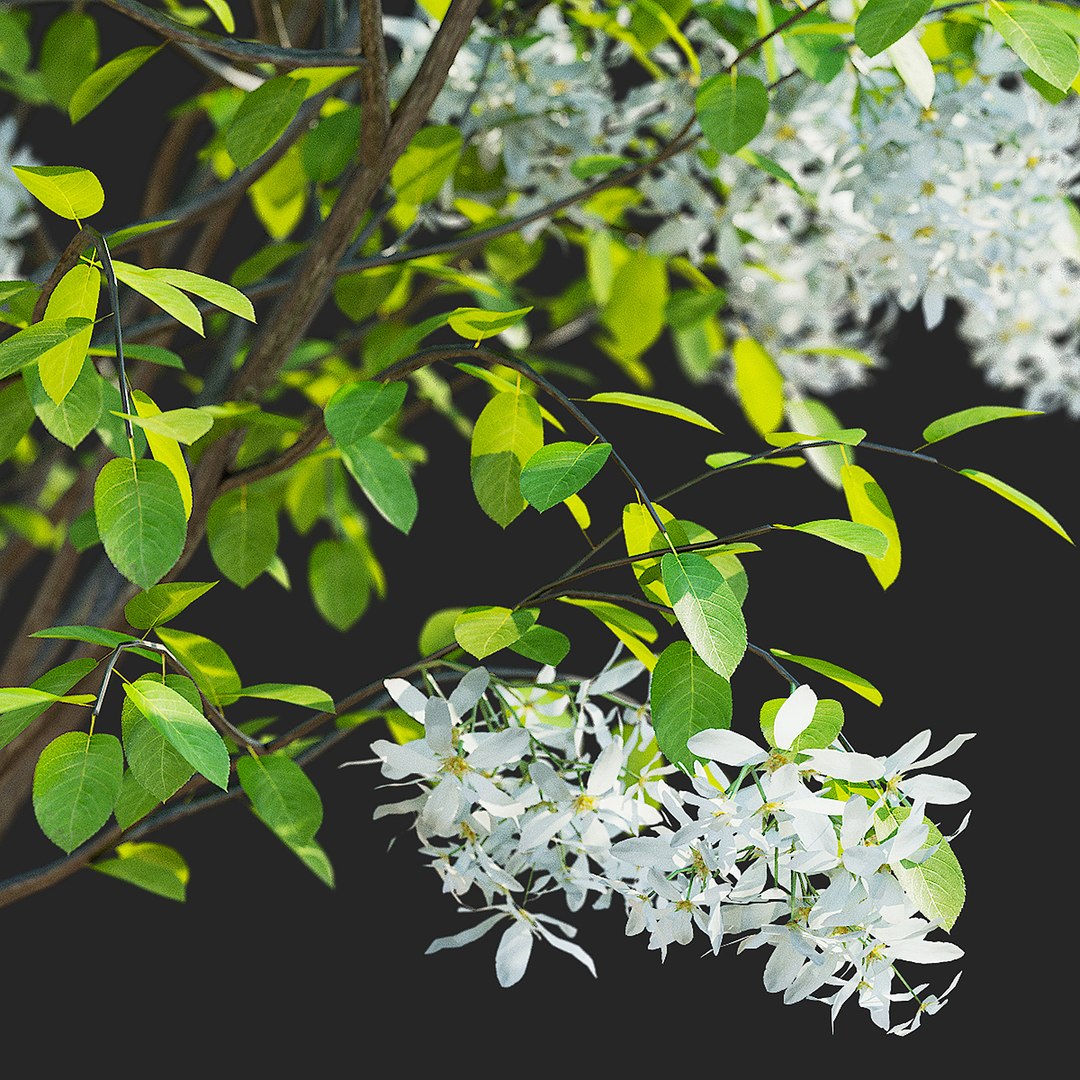 Amelanchier Canadensis Flowering 3D Model - TurboSquid 2233593