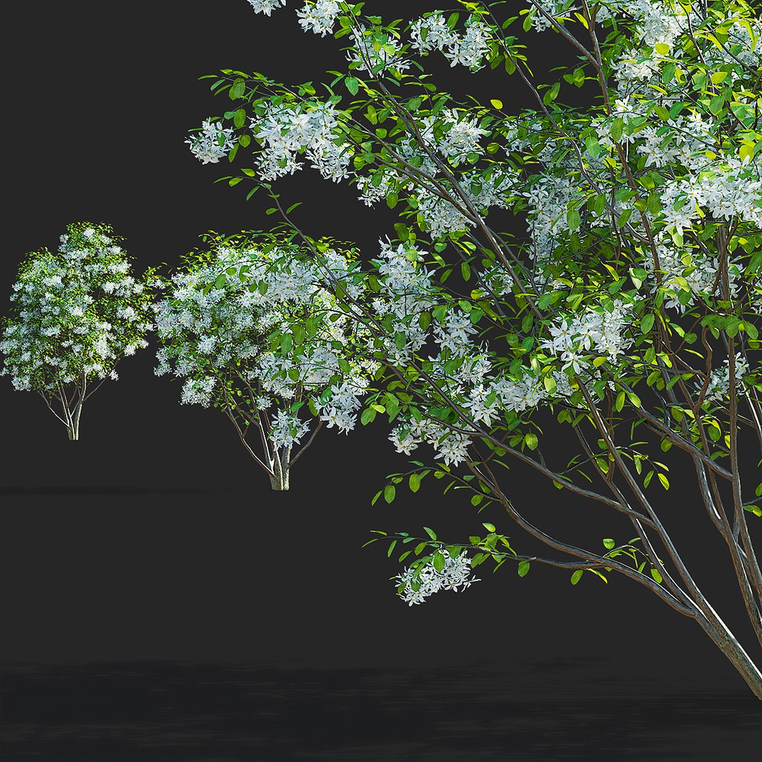 Amelanchier Canadensis Flowering 3D Model - TurboSquid 2233593