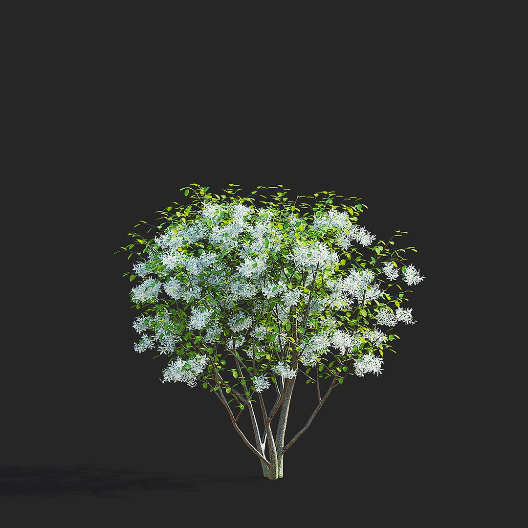 Amelanchier Canadensis Flowering 3D Model - TurboSquid 2233593