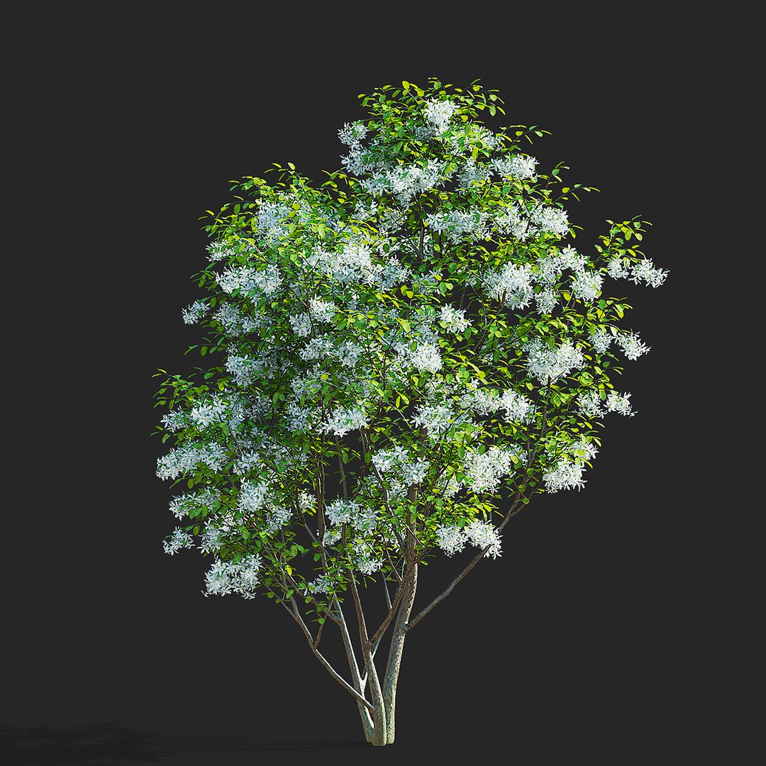 Amelanchier Canadensis Flowering 3D Model - TurboSquid 2233593