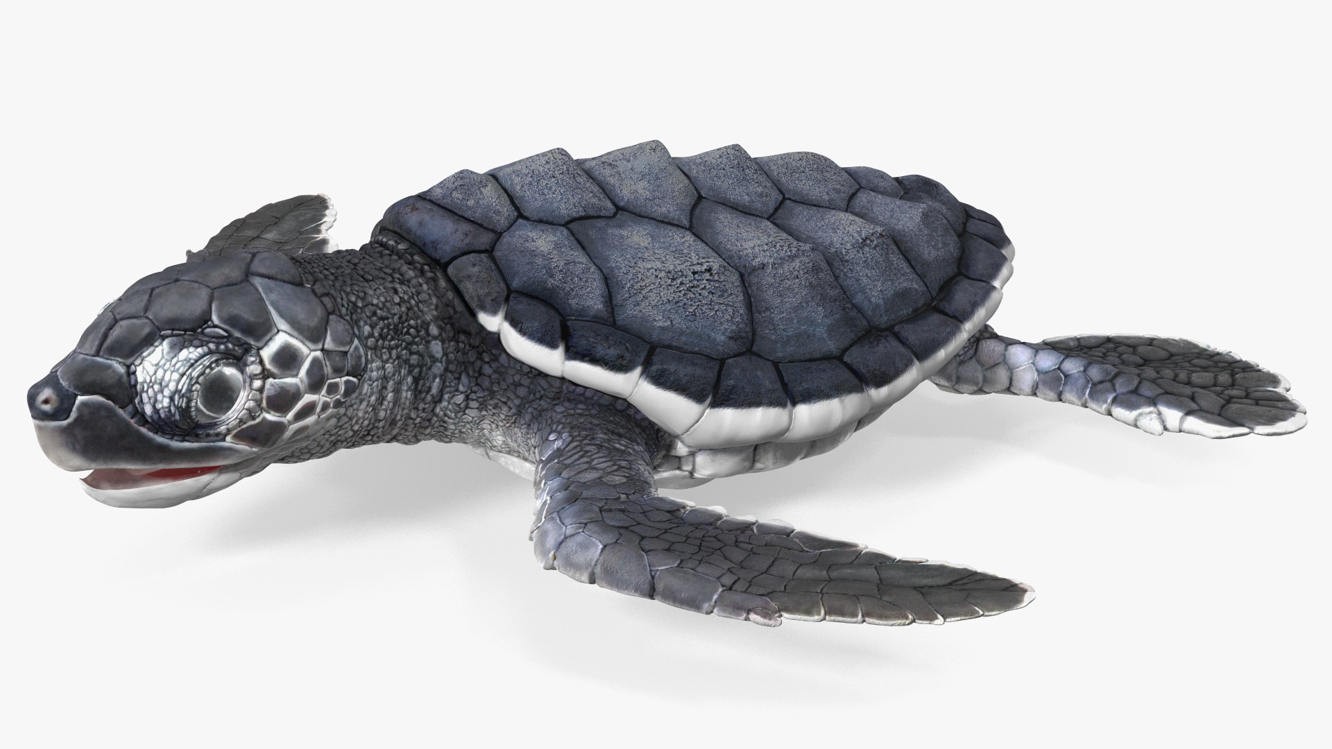 Baby Sea Turtle Black Rigged For Maya Model - TurboSquid 2204052