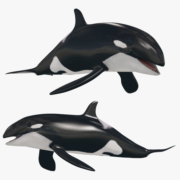 modelo 3d Orca 8K- Animación 3d - TurboSquid 2162984