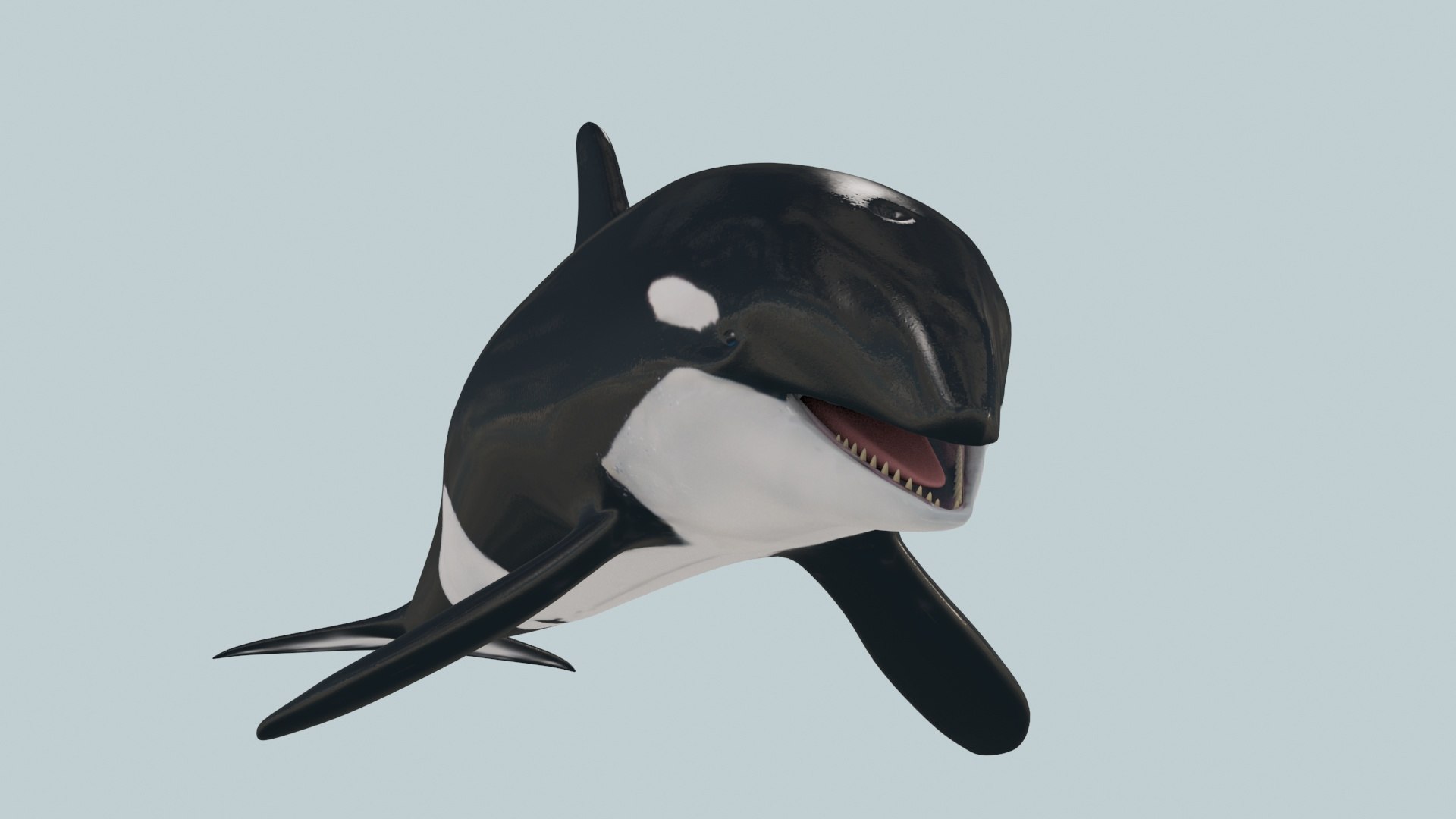 3D Killer Whale 8K- 3d Animated - TurboSquid 2162984