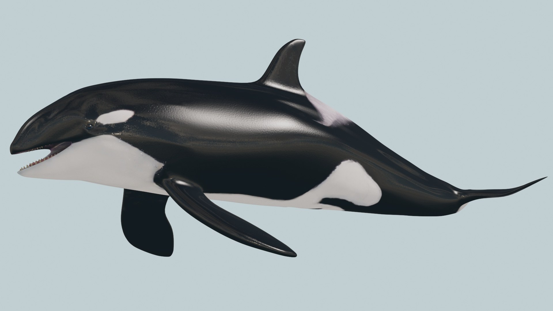 3D Killer Whale 8K- 3d Animated - TurboSquid 2162984
