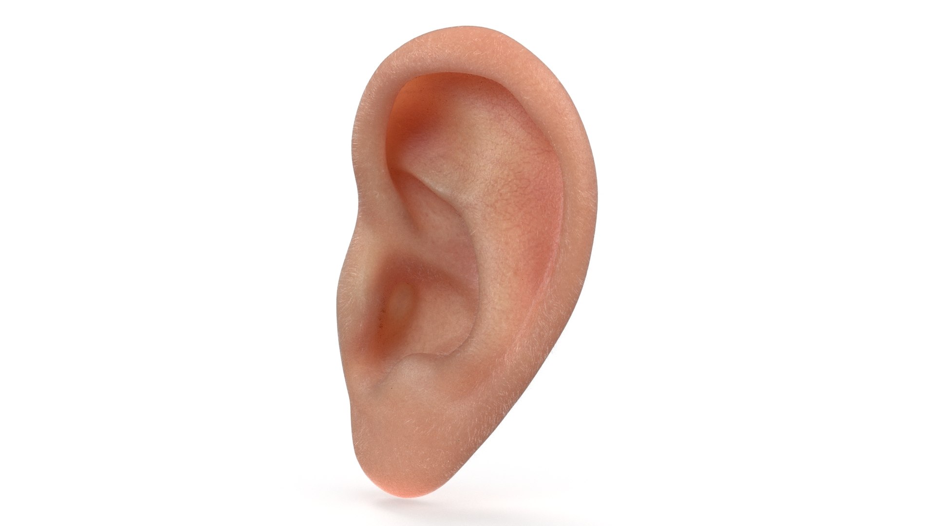 Realistic Human Ear Left 3D - TurboSquid 2304592