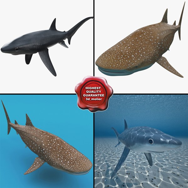 Collection Whale Shark 3D Models for Download | TurboSquid