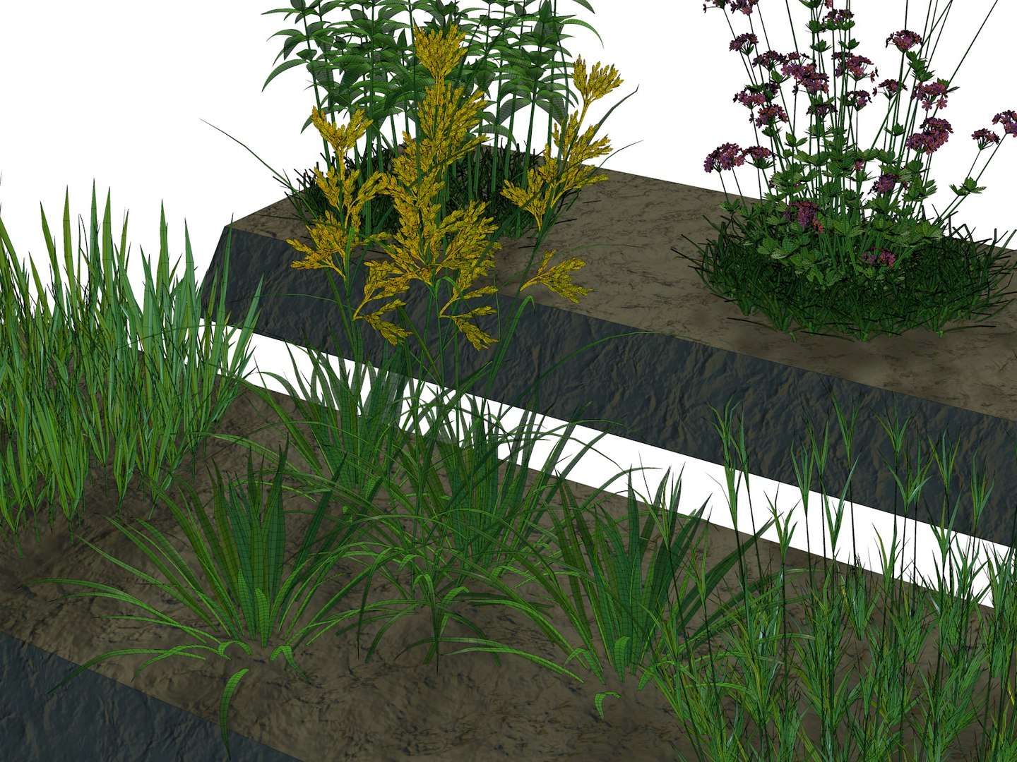 Herb Herbage 3D Model - TurboSquid 1519358