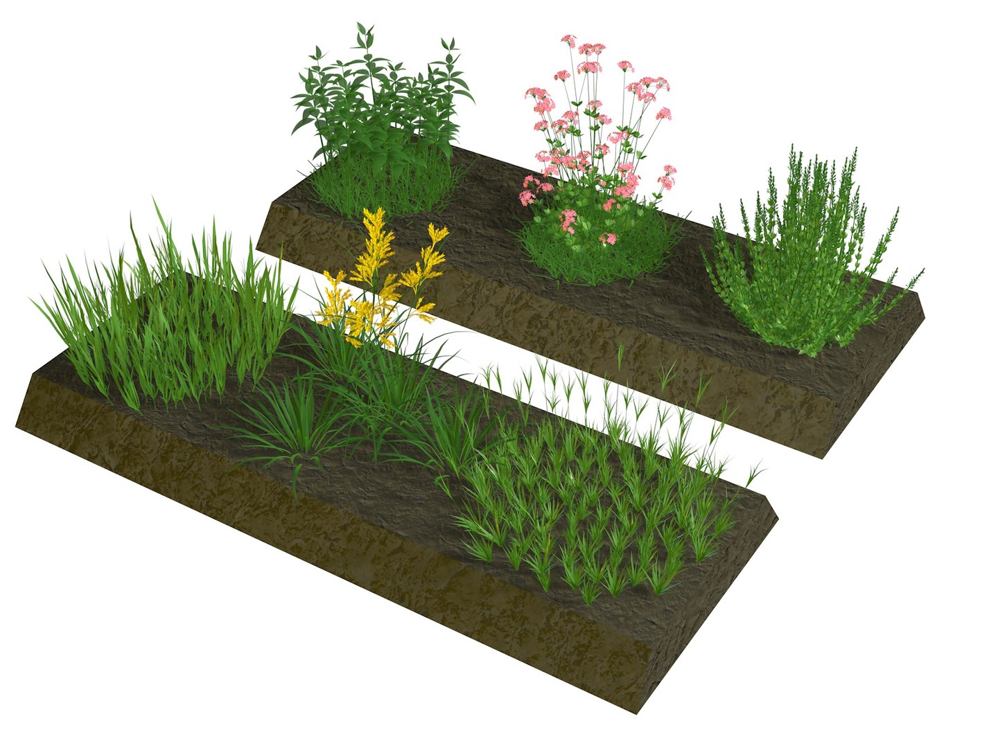 Herb Herbage 3D Model - TurboSquid 1519358