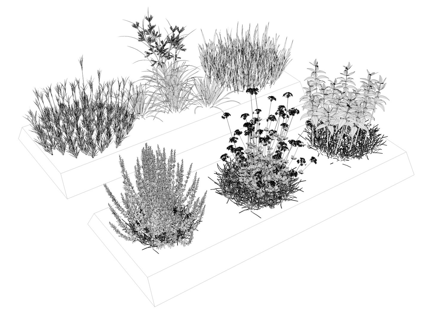 Herb Herbage 3D Model - TurboSquid 1519358