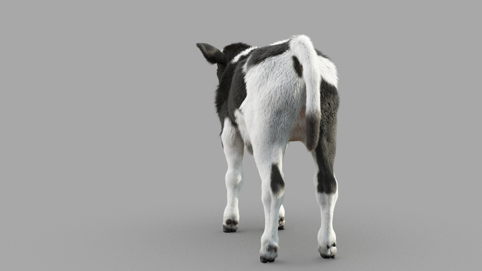 Dairy Calf 3D Model - TurboSquid 1803047