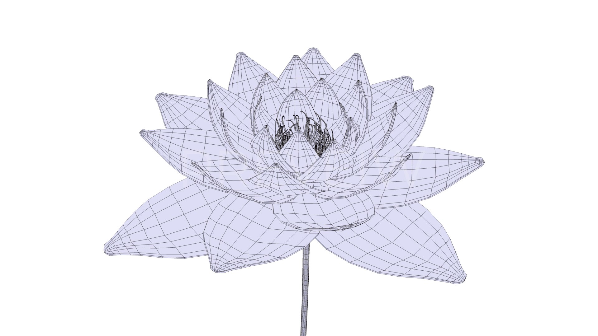 White Lotus- Water Lily 3d Animated 3D - TurboSquid 1972126
