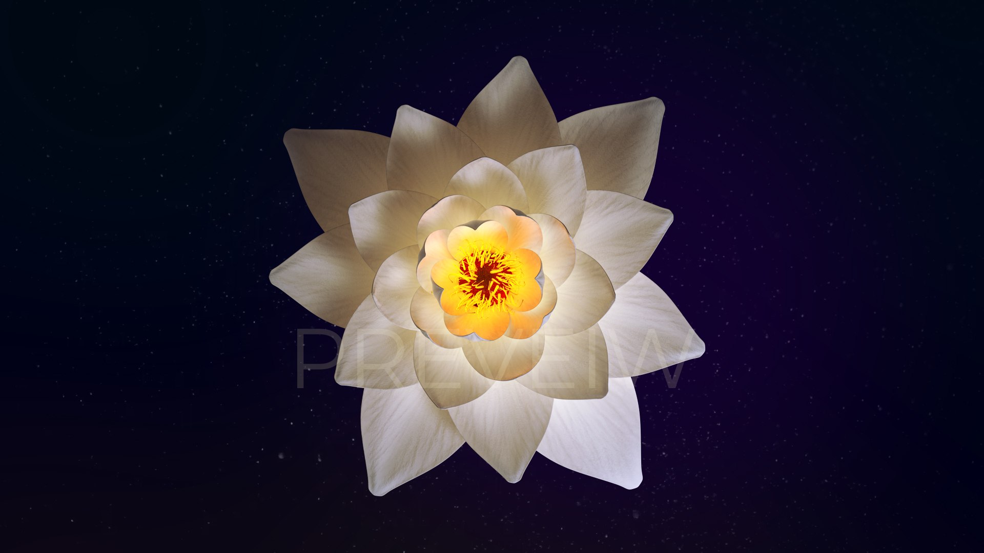 White Lotus- Water Lily 3d Animated 3D - TurboSquid 1972126