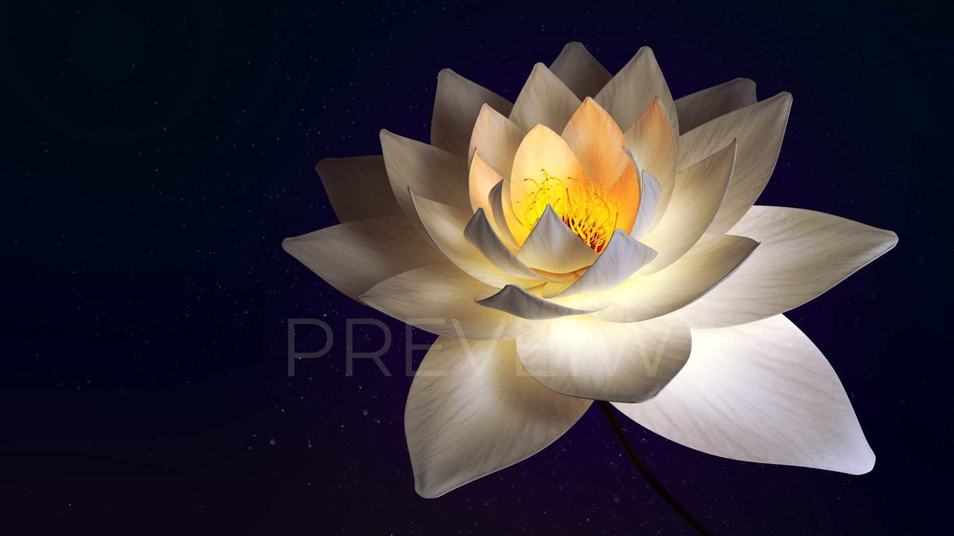 White Lotus- Water Lily 3d Animated 3D - TurboSquid 1972126