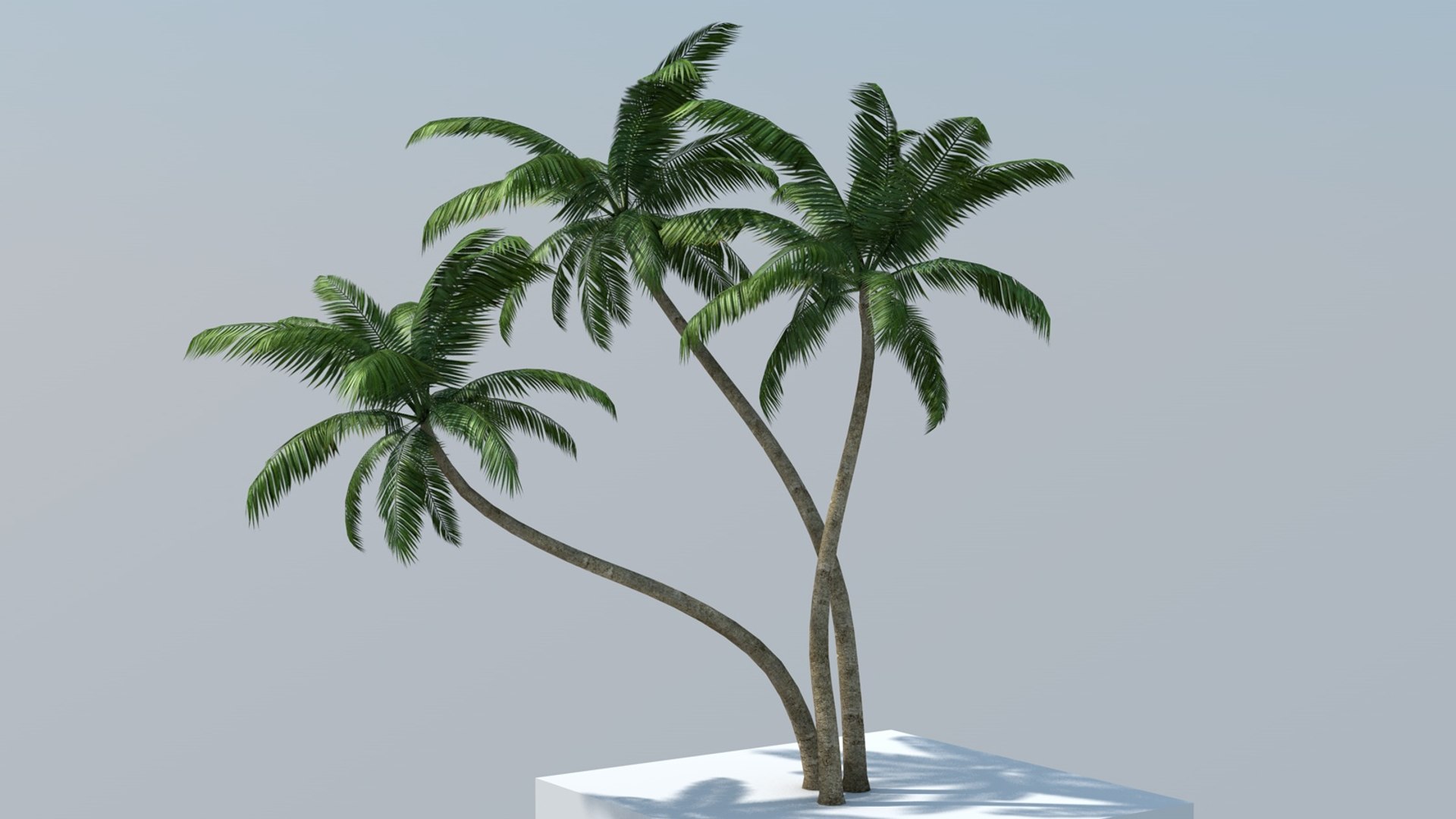 Palm Trees C4d