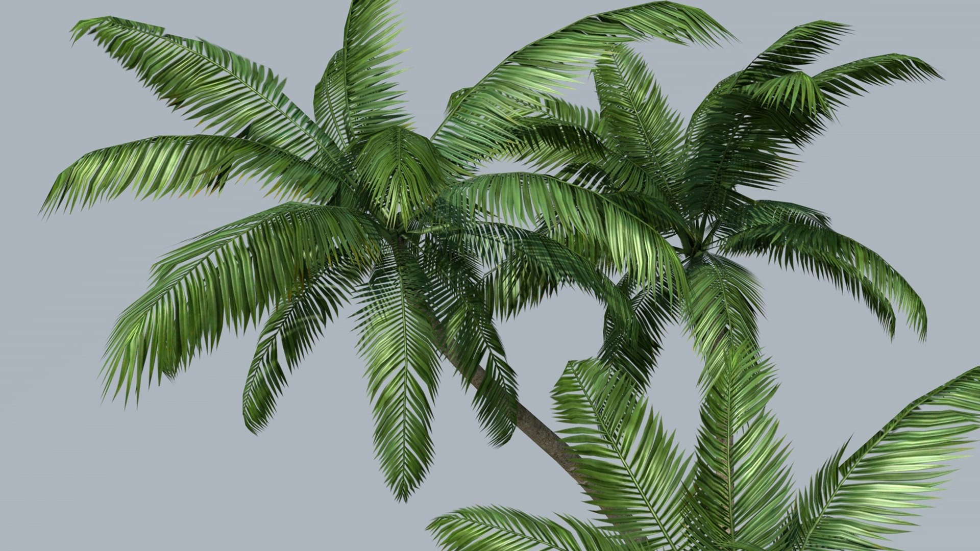 Palm Trees C4d