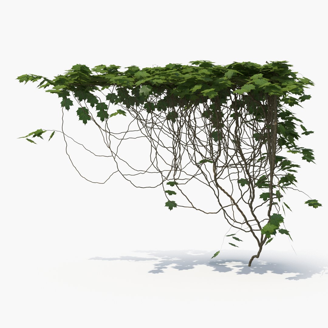 3D Realistic Ivy - TurboSquid 1149315