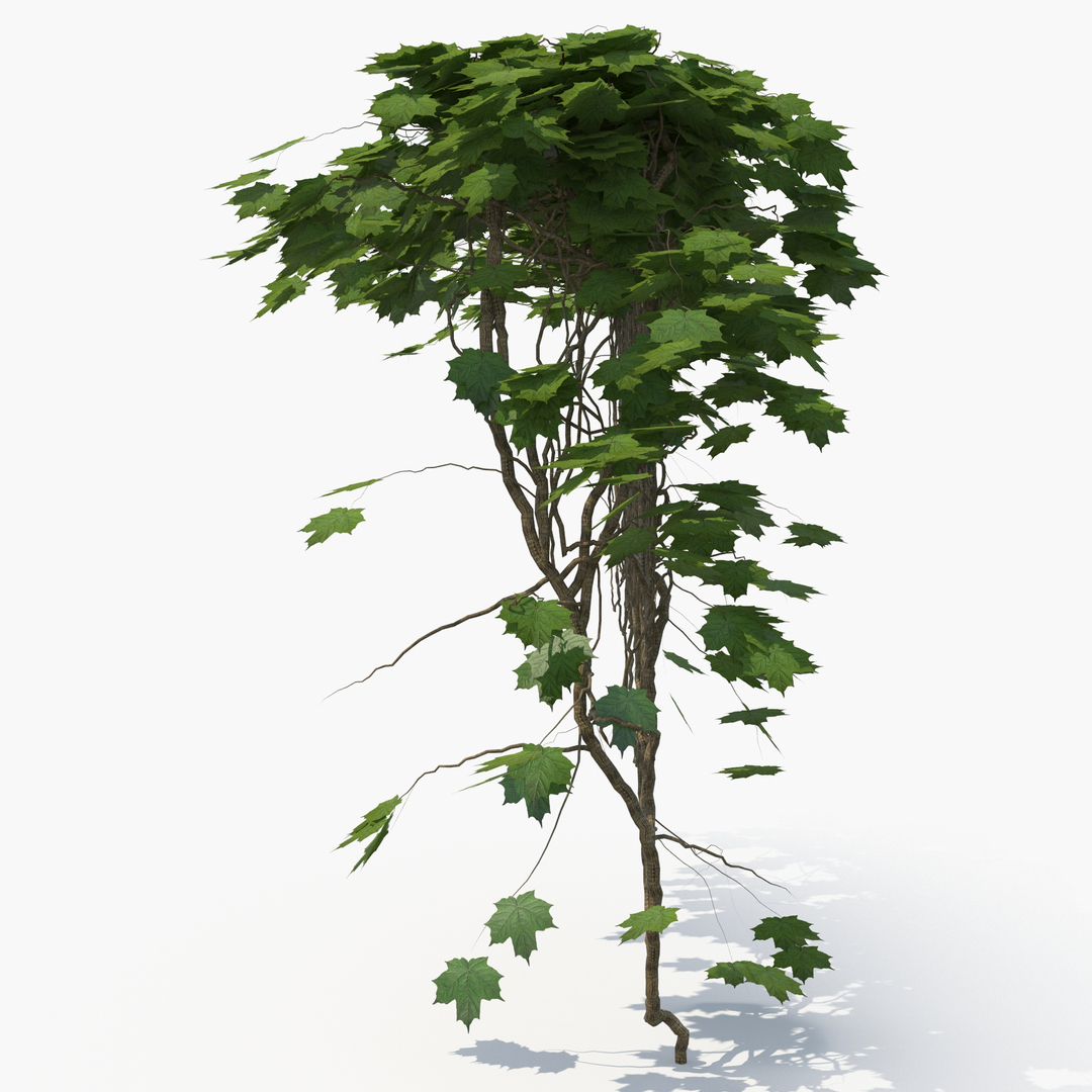 3D realistic ivy - TurboSquid 1149315