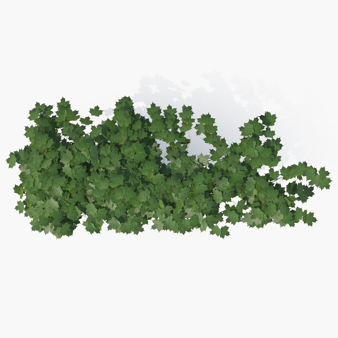 3D Realistic Ivy - TurboSquid 1149315