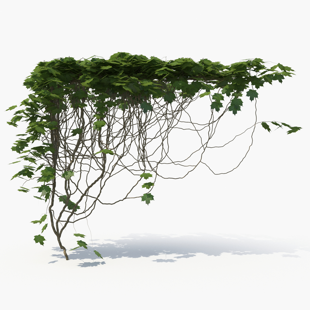 3D realistic ivy - TurboSquid 1149315