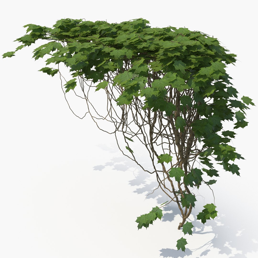 3D Realistic Ivy - TurboSquid 1149315
