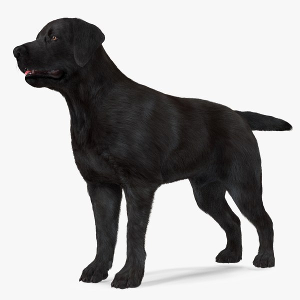 Labrador Dog Black Walking 3D model - TurboSquid 1824278