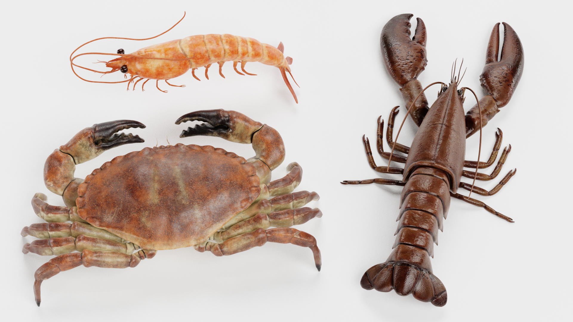 Krebstier 3D-Modell - TurboSquid 1728654