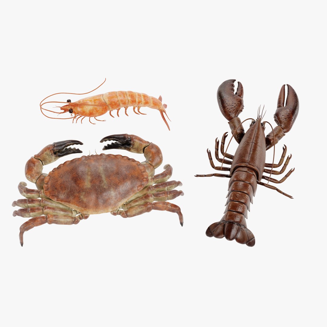 Crustacean 3D Model - TurboSquid 1728654