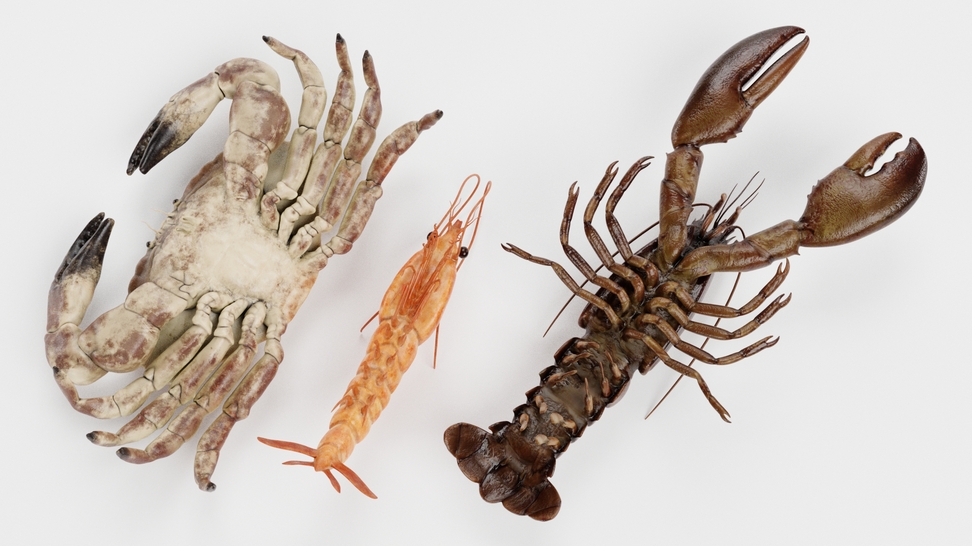 Crustacean 3D model - TurboSquid 1728654