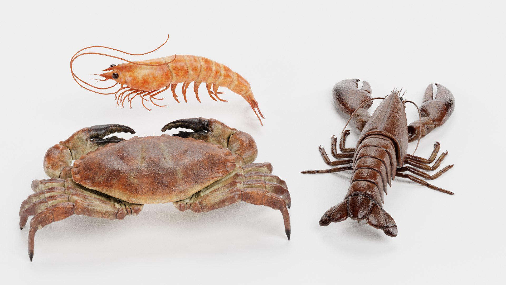 Crustacean 3D Model - TurboSquid 1728654