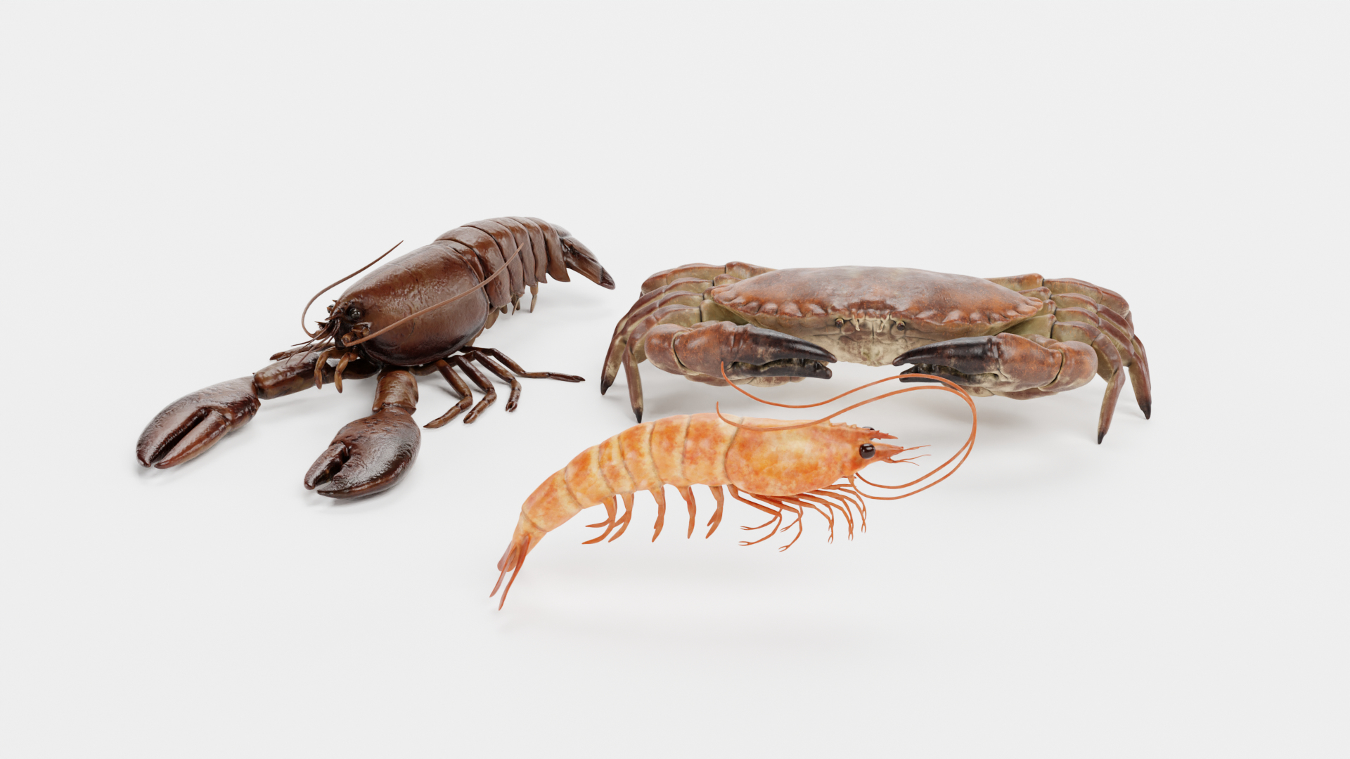 Crustacean 3D Model - TurboSquid 1728654