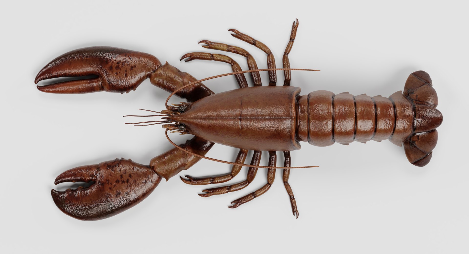 Crustacean 3D Model - TurboSquid 1728654