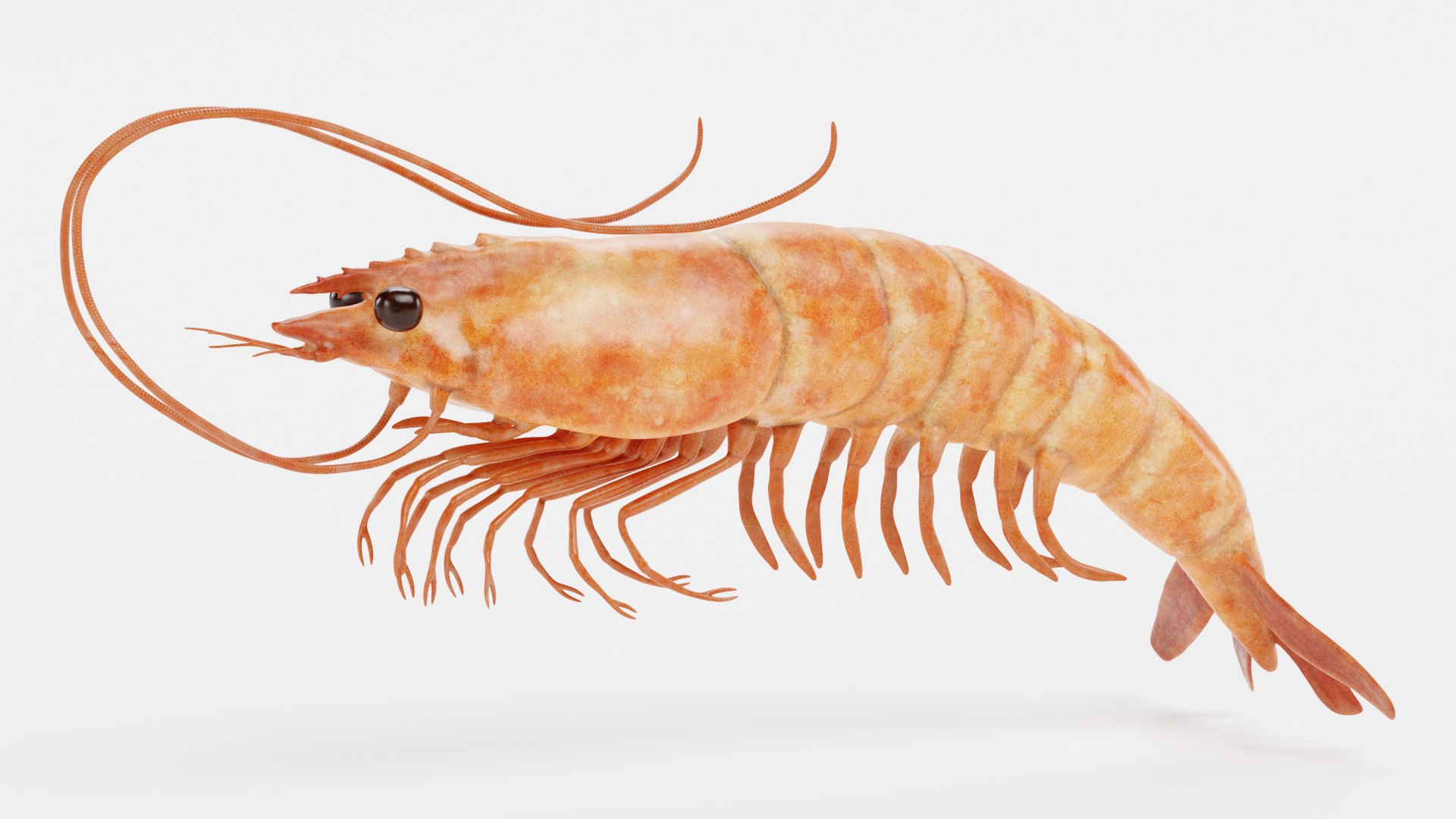 Crustacean 3D Model - TurboSquid 1728654