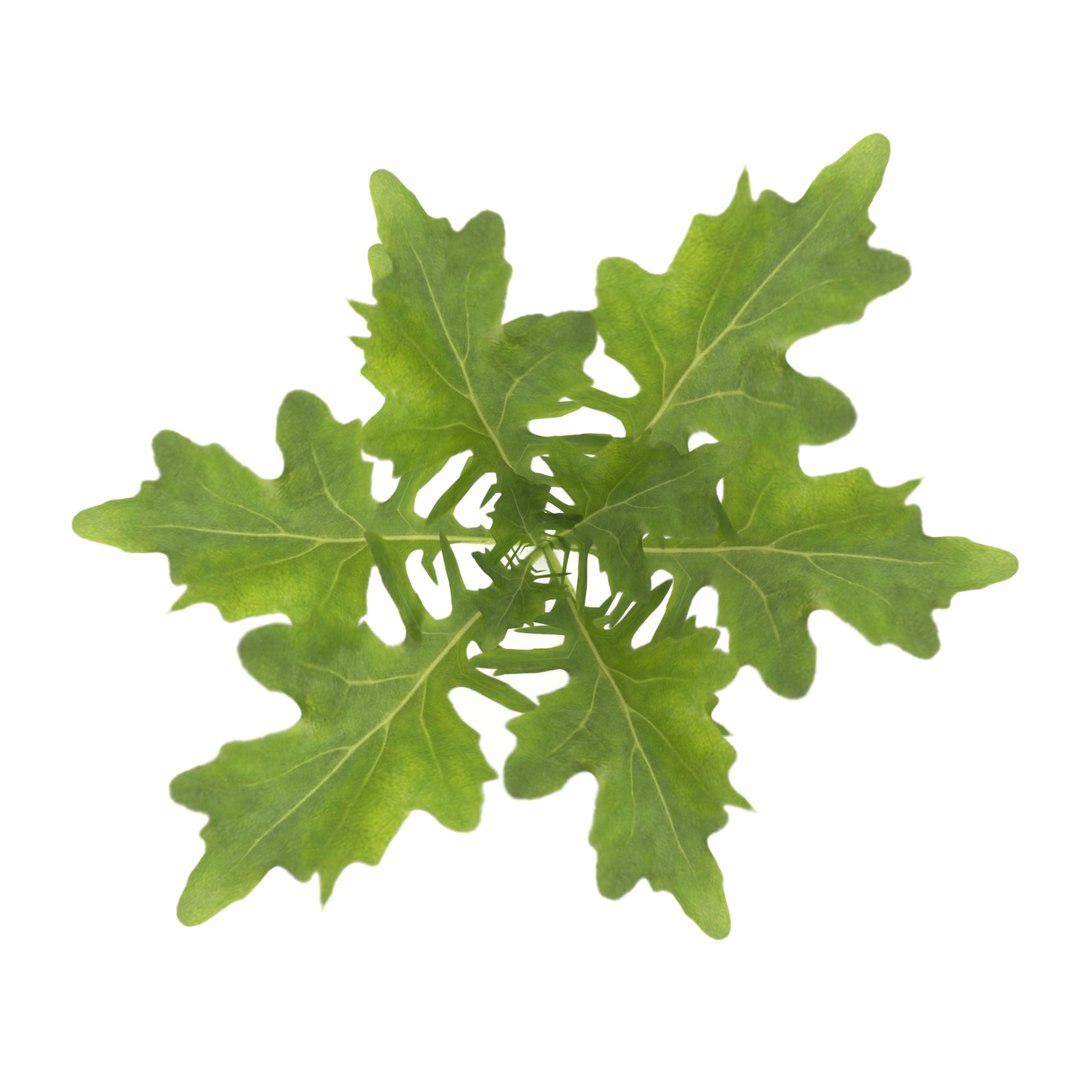 Arugula Bush 3D Model - TurboSquid 1514735