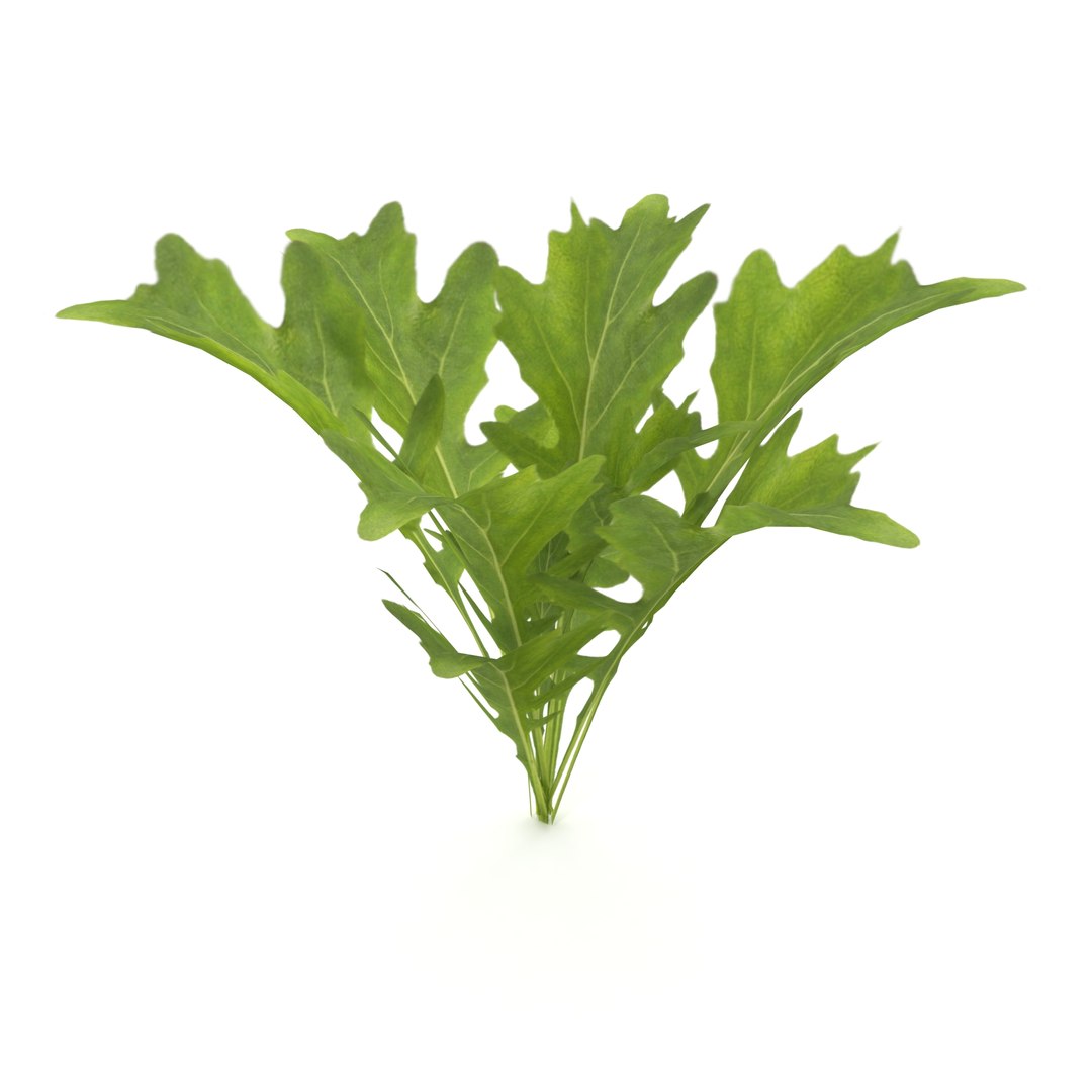Arugula Bush 3D Model - TurboSquid 1514735