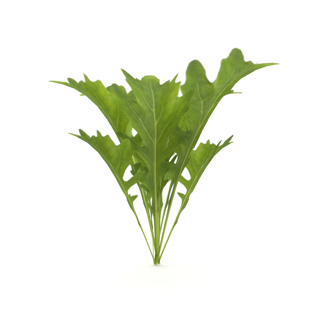 Arugula Bush 3D Model - TurboSquid 1514735